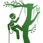 West Coast Tree Service | Tree Care & Maintenance, California